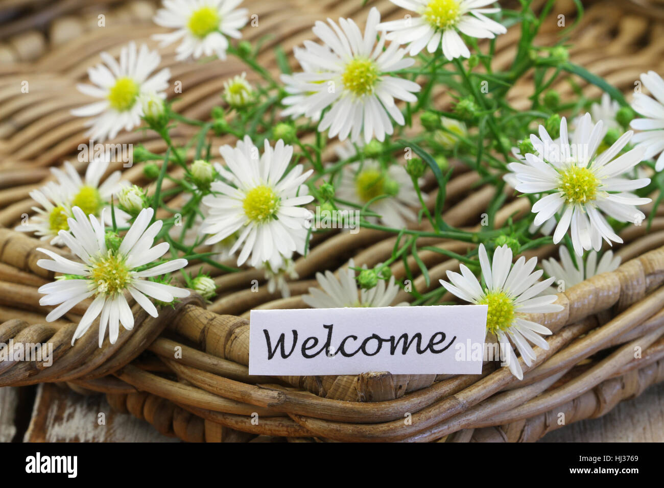 Welcome card with chamomile flowers on wicker tray Stock Photo - Alamy