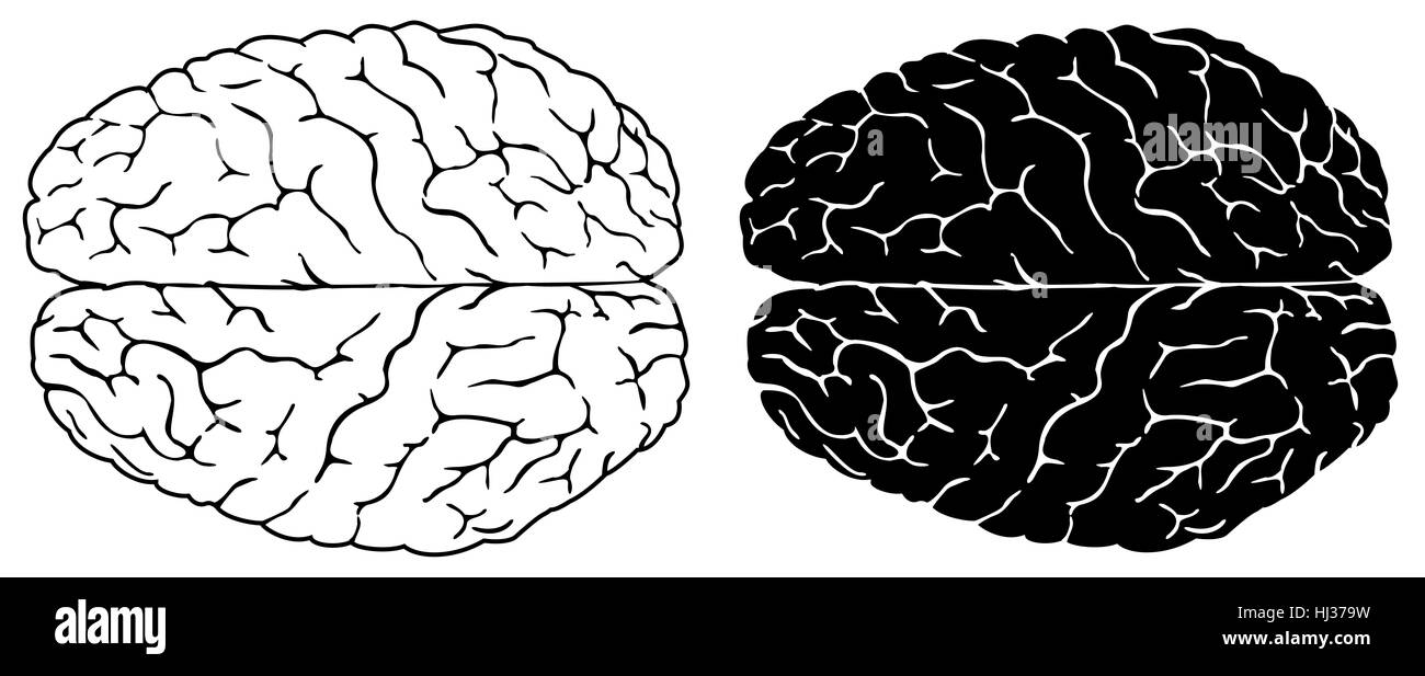 Cerebral cortex Black and White Stock Photos & Images - Alamy