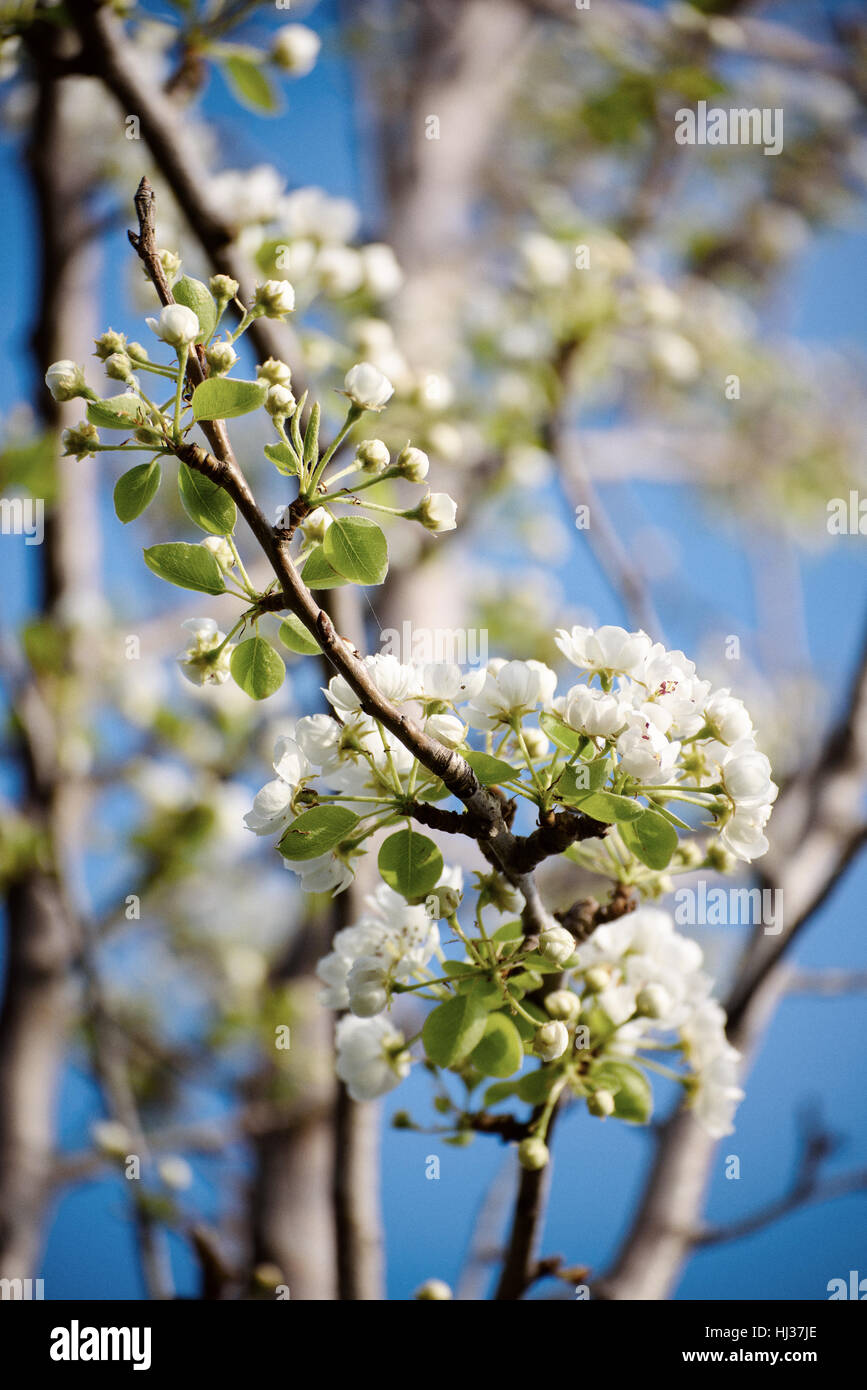 Apple tree flower Stock Photo - Alamy