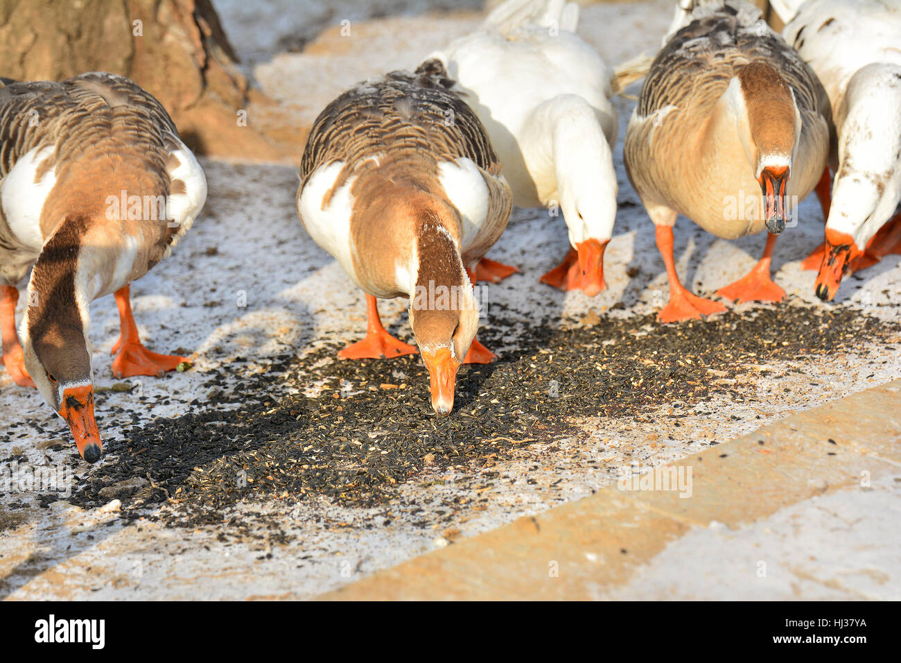 Rezervatie hi-res stock photography and images - Alamy