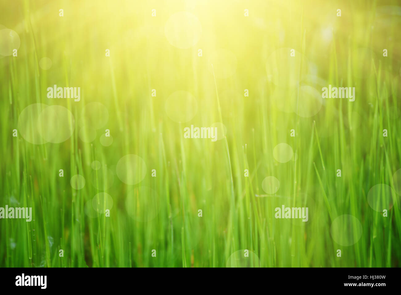 Natural abstract sunny background Stock Photo - Alamy