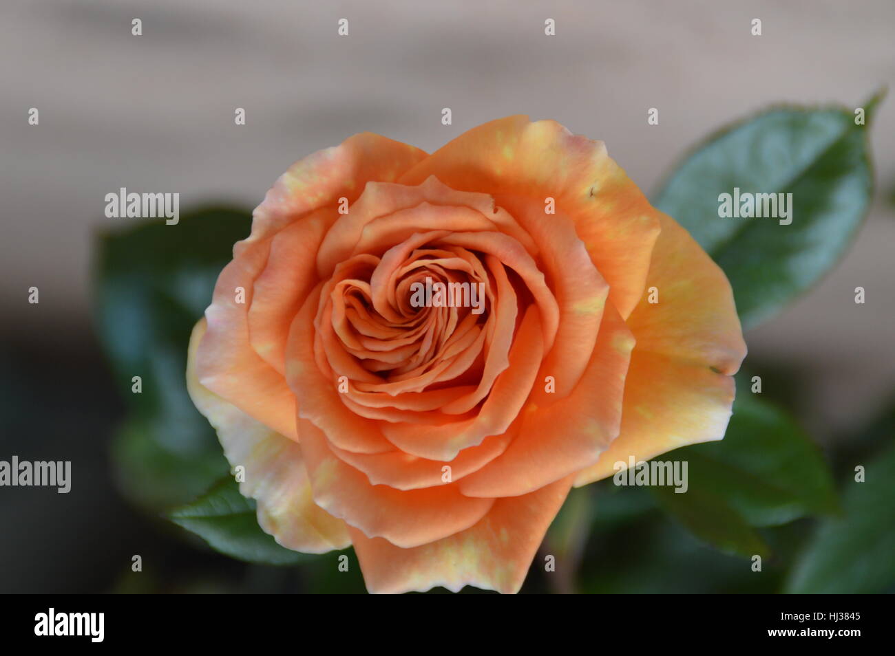 Orange Rose flowers in the garden Stock Photo - Alamy