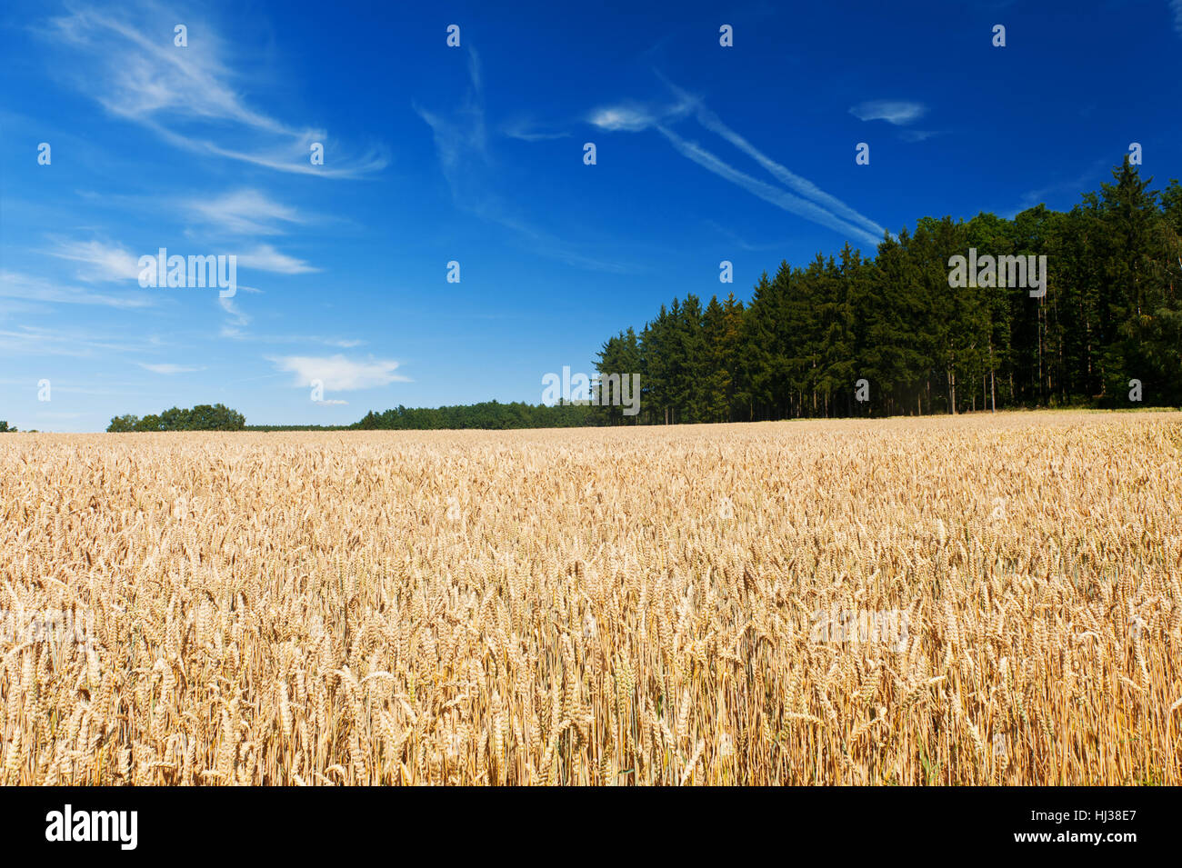 field, wheat, barley, landscape, scenery, countryside, nature, rural ...