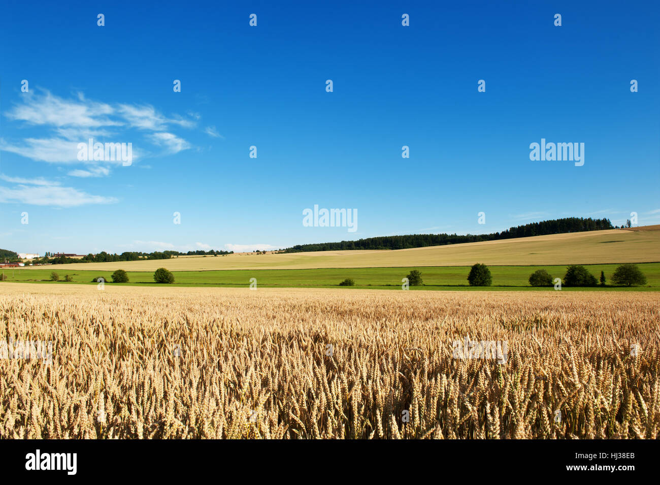 field, wheat, landscape, scenery, countryside, nature, rural, peasant ...