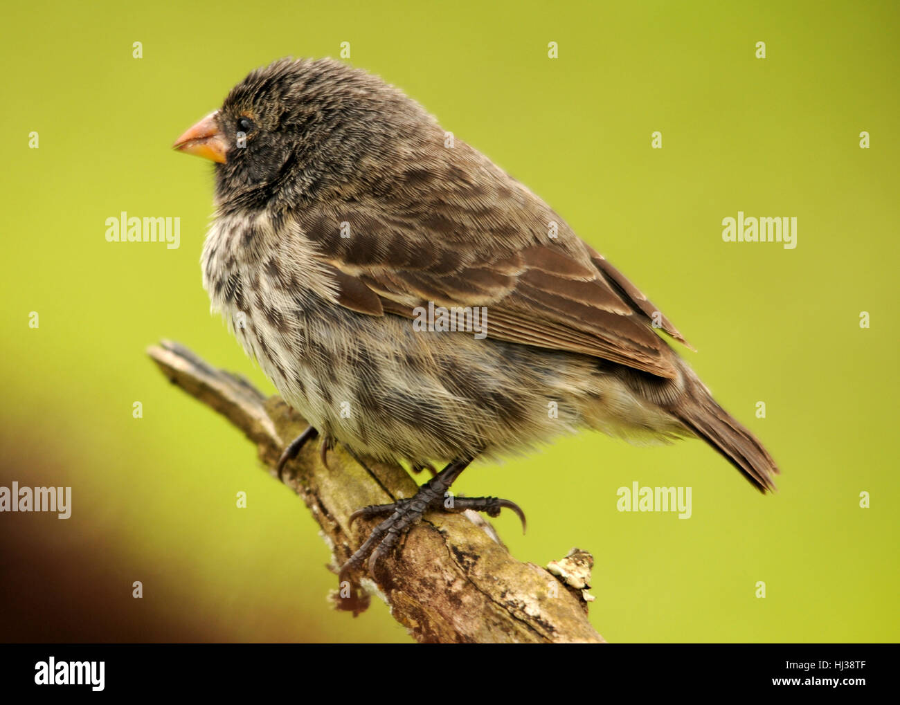 Galpagos insel hi-res stock photography and images - Alamy
