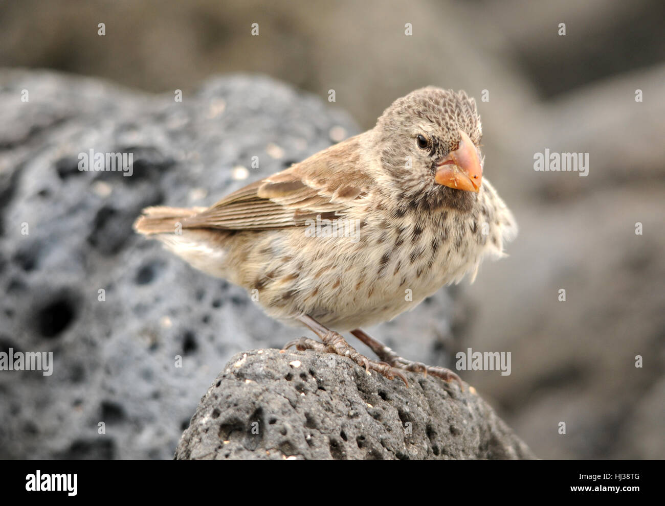 Galapagosfink hi-res stock photography and images - Alamy