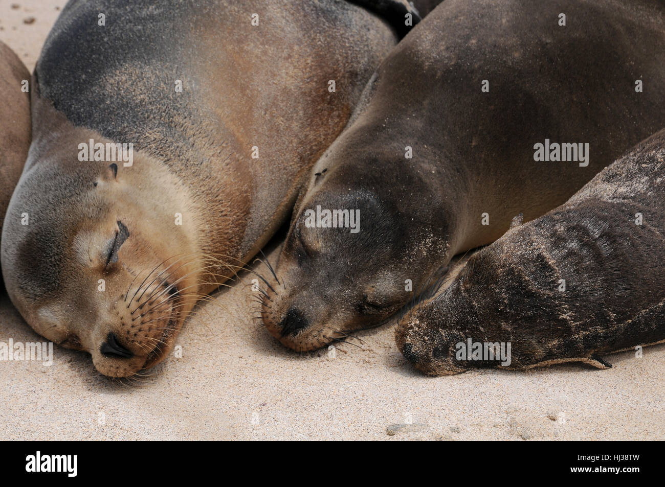 seal, crawl, sea lion, conservation of nature, beach, seaside, the ...