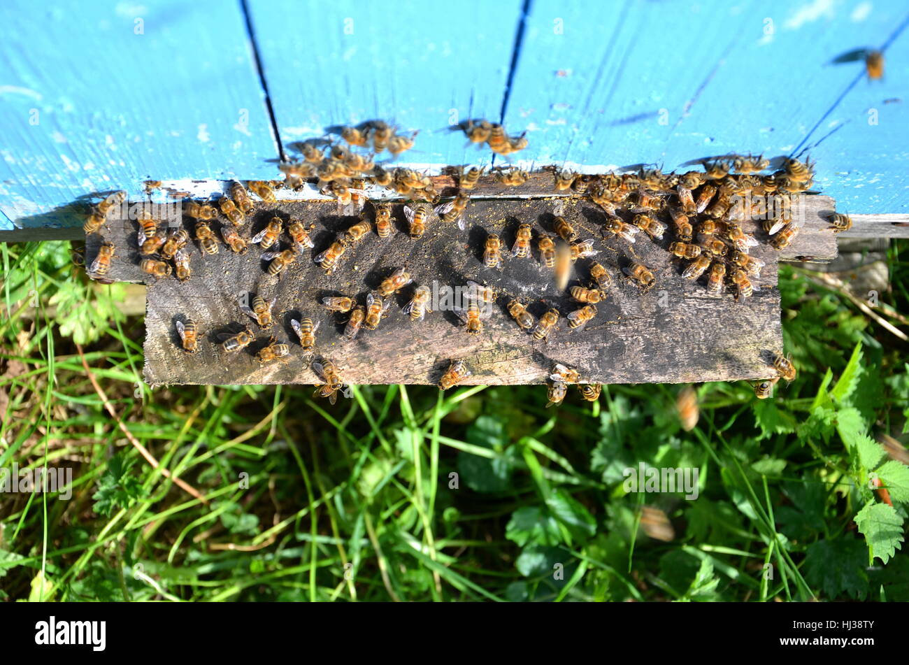 animal, insect, wood, entrance, beehive, nature, bee, fly, blue, house ...