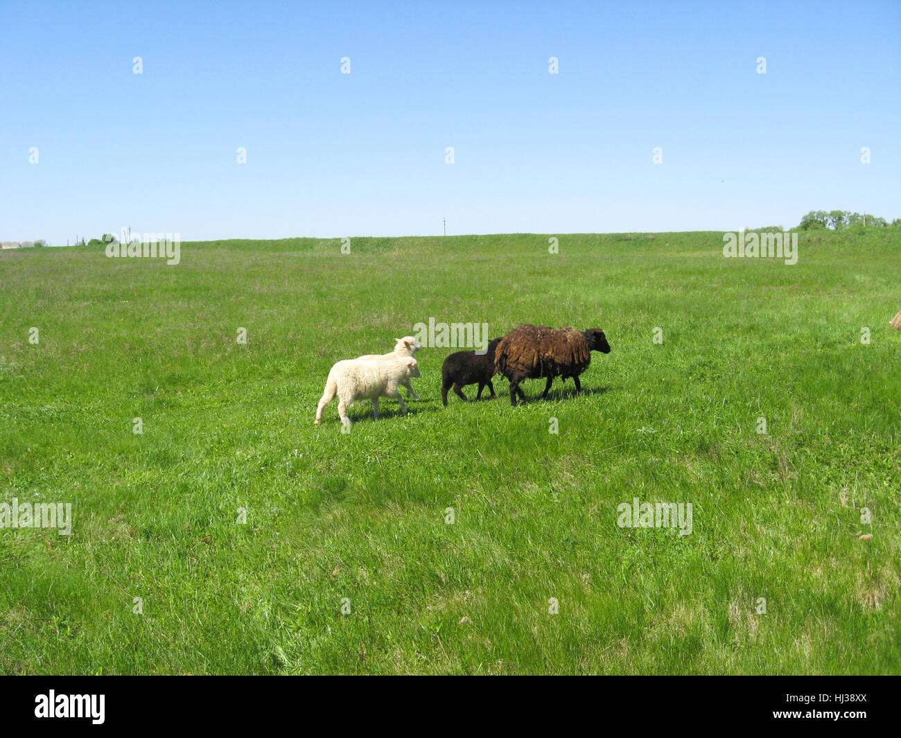 female, animal, mammal, male, masculine, agriculture, farming, fur ...