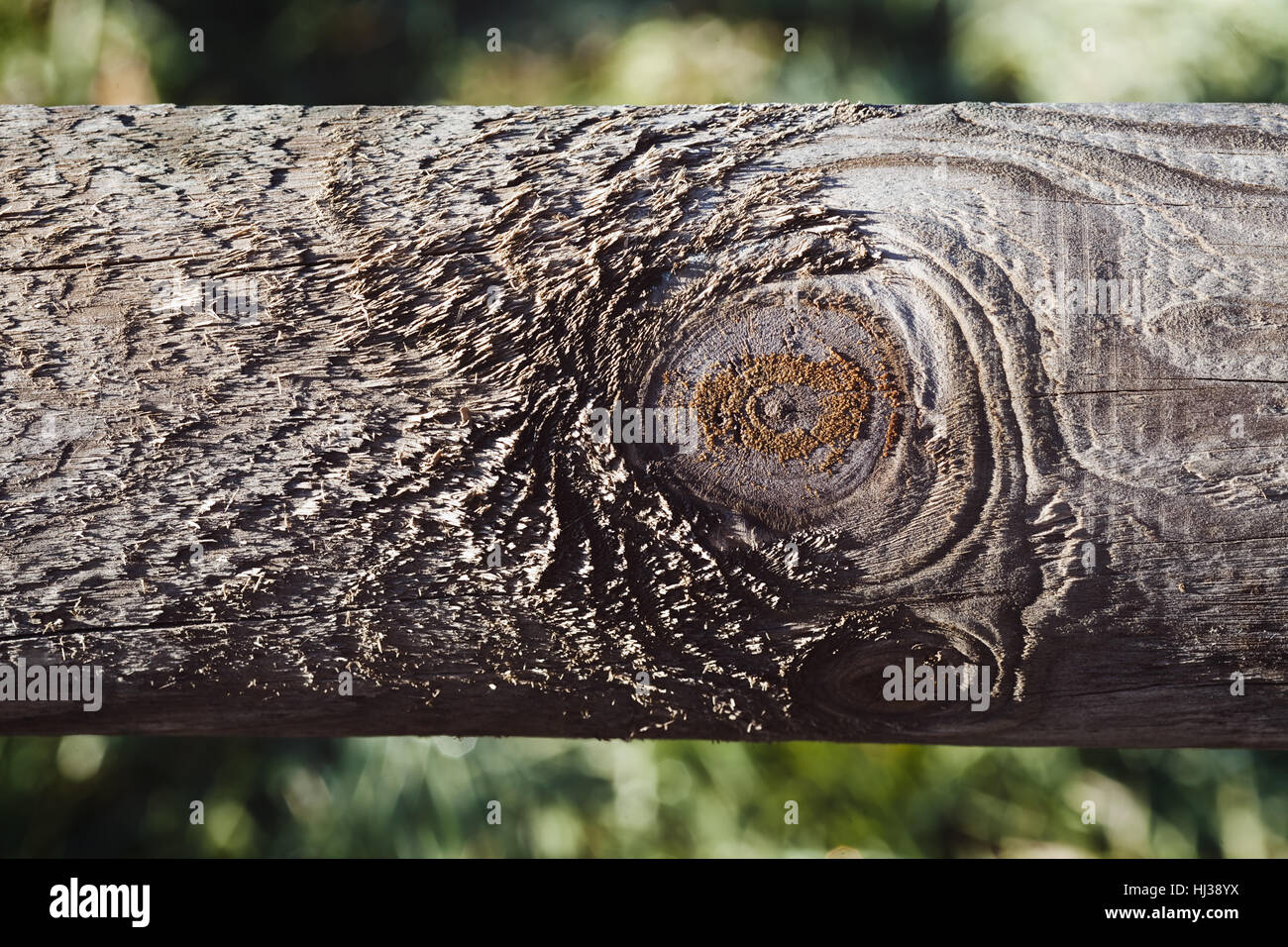 thick tree branch with annual rings in nature, note shallow depth of ...