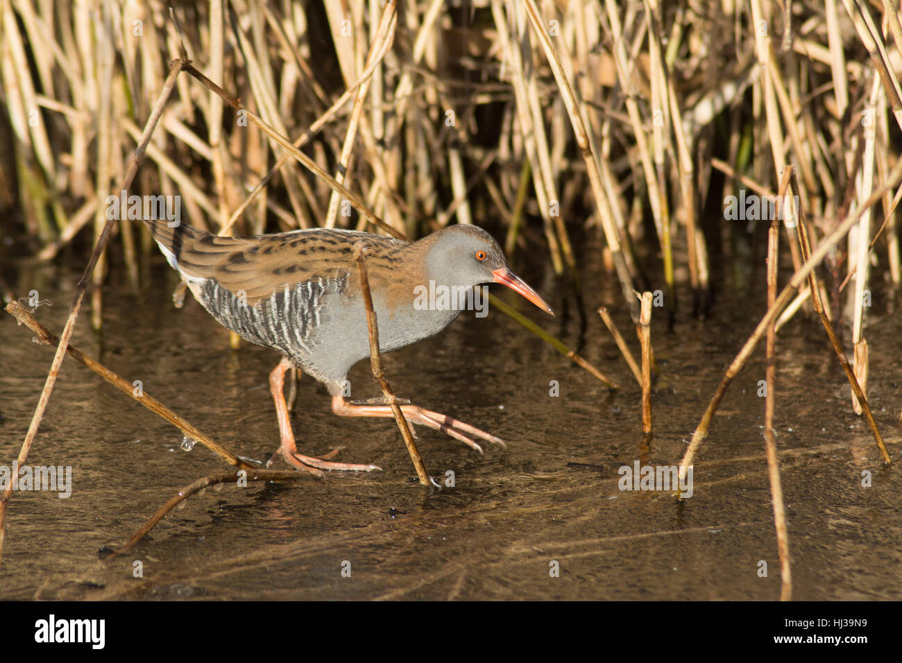 Water rail (Rallus aquaticus Stock Photo - Alamy