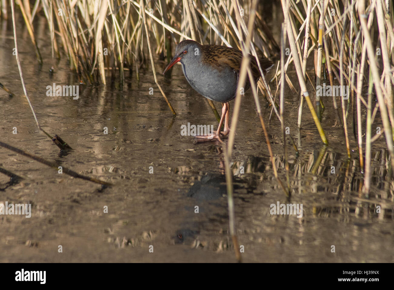 Water rail (Rallus aquaticus Stock Photo - Alamy
