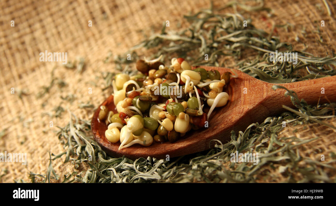 germination, seed, legume, sprouts, health, macro, close-up, macro ...