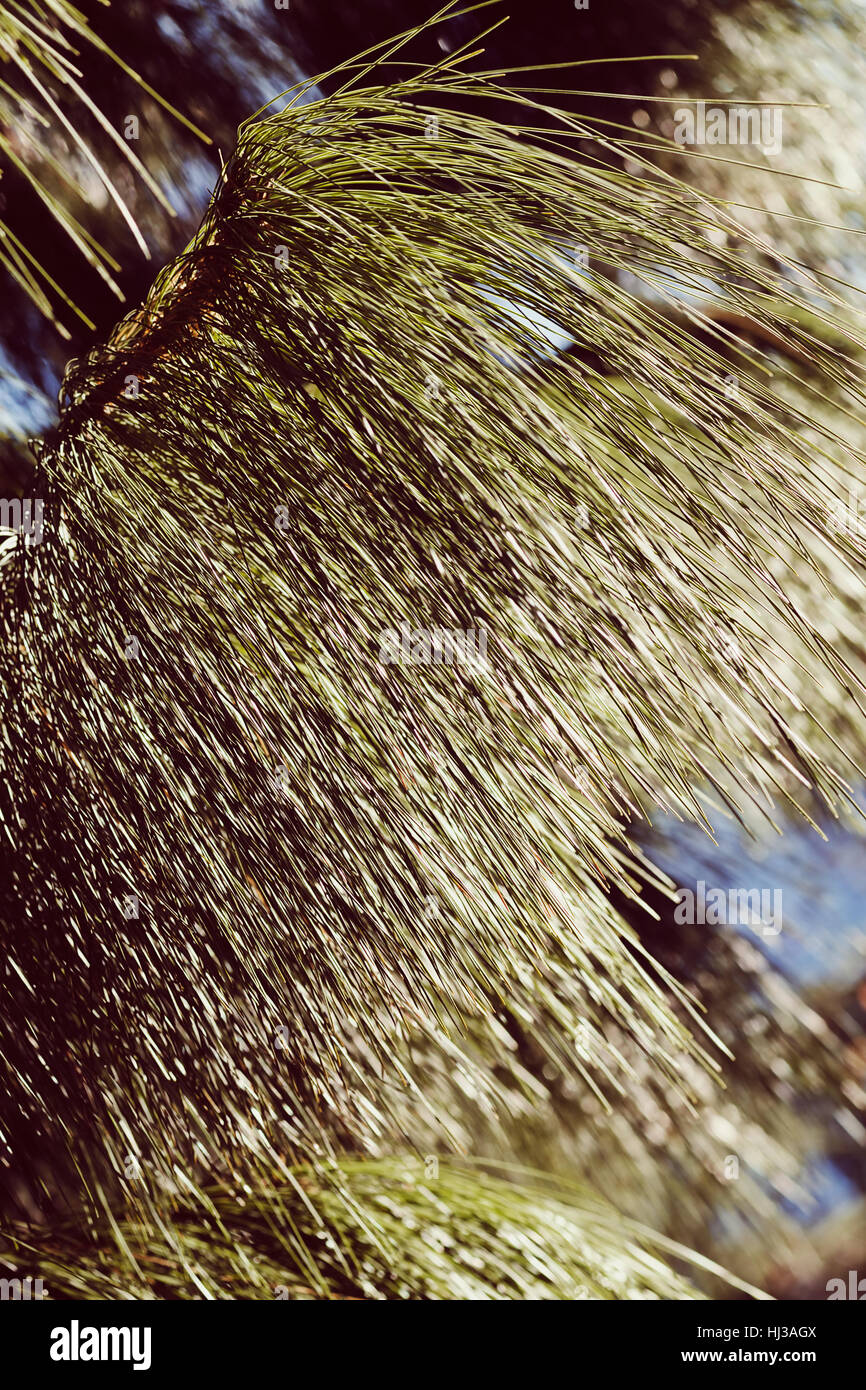 white pine branches, note shallow depth of field Stock Photo - Alamy