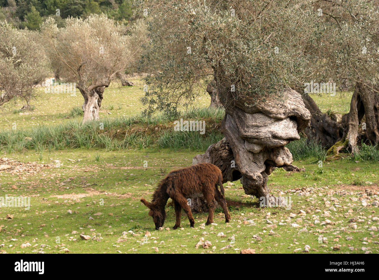 mallorca, donkey, snaggy, olive-tree, olive grove, old, mallorca ...