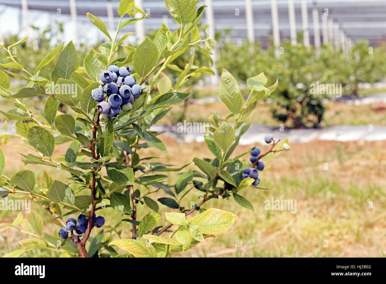 branches with fruit of blueberry on plantation, note shallow depth of ...