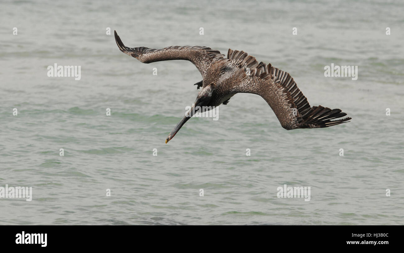 angle, fish, fishing, pelican, nose dive, angle, fish, fishing, pacific ...