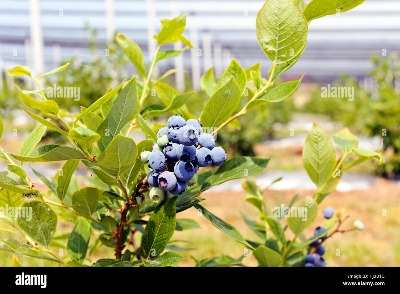 branches with fruit of blueberry on plantation, note shallow depth of ...