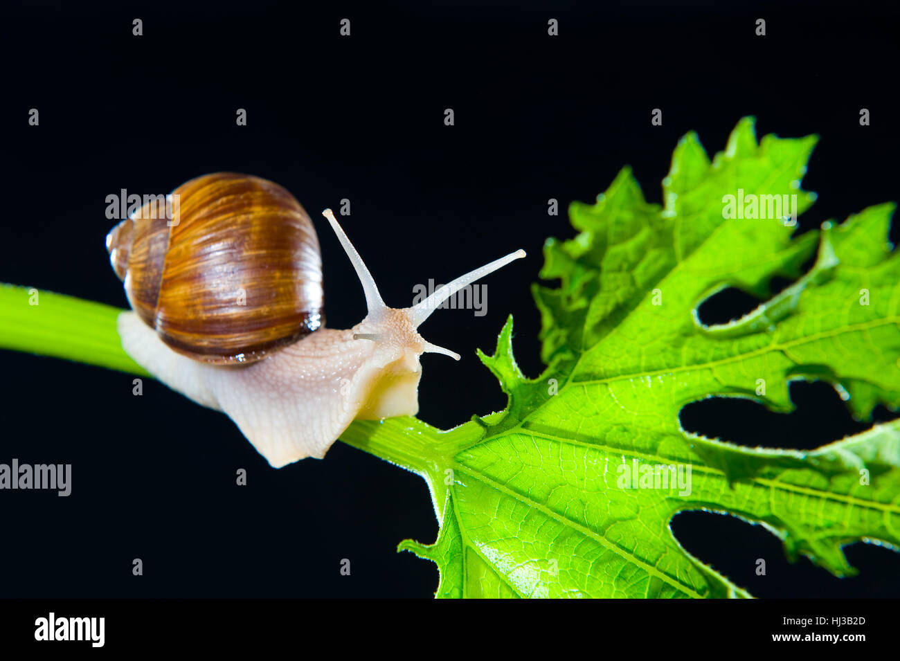 snail, edible snail, house, building, leaf, macro, close-up, macro ...
