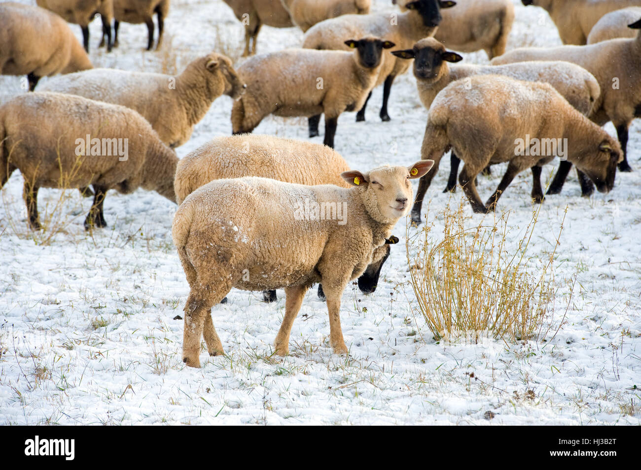 winter, sheep, sheep (pl.), food, aliment, winter, animal, cold ...