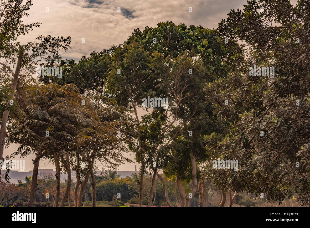 group of trees in a park Stock Photo - Alamy