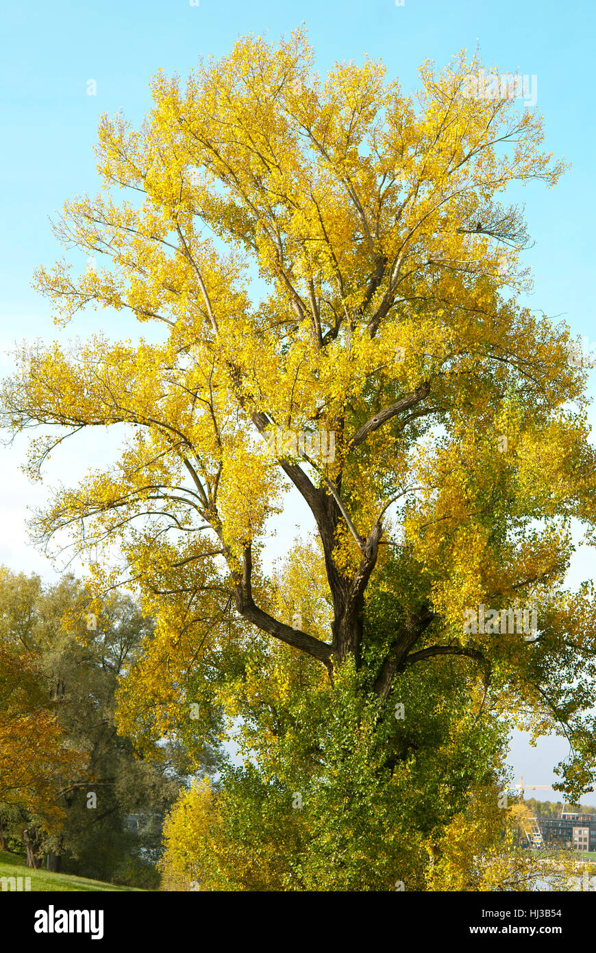 blue, beautiful, beauteously, nice, leaf, environment, enviroment ...