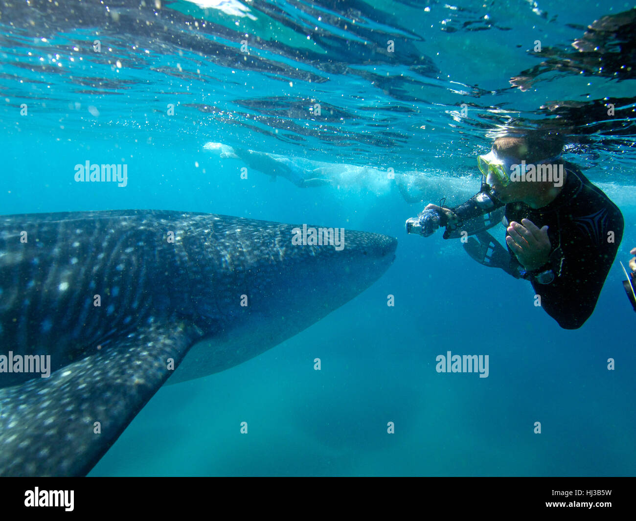 Walhai hi-res stock photography and images - Alamy
