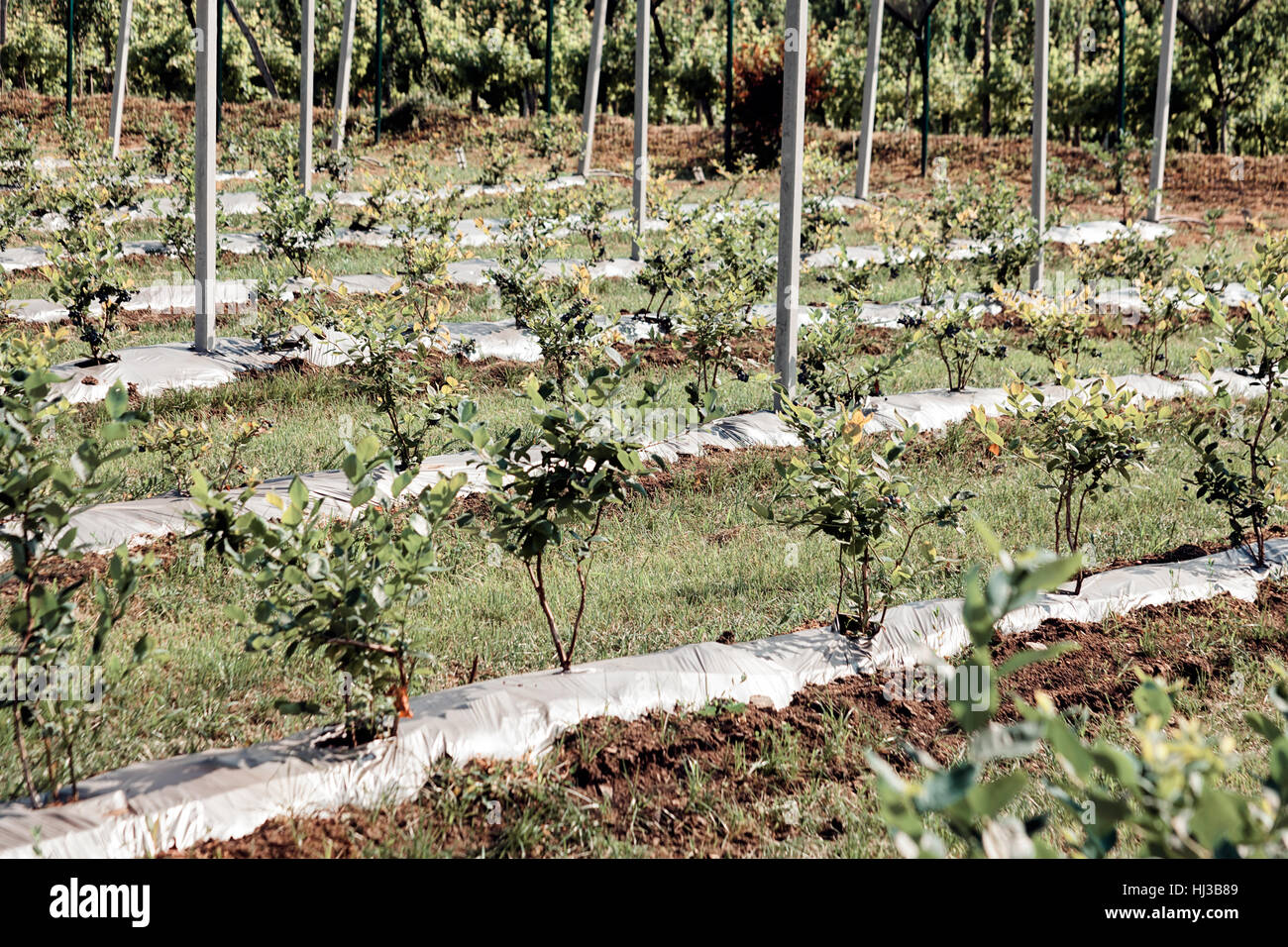 rows of blueberry seedlings on a plantation with a protective net, note ...