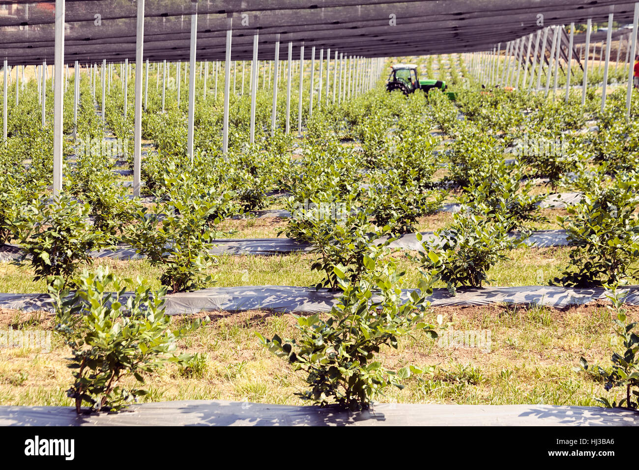 rows of blueberry seedlings on a plantation with a protective net, note ...