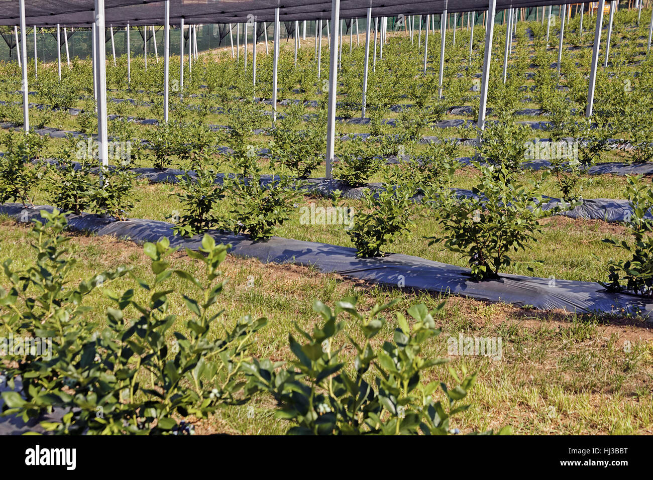 rows of blueberry seedlings on a plantation with a protective net, note ...