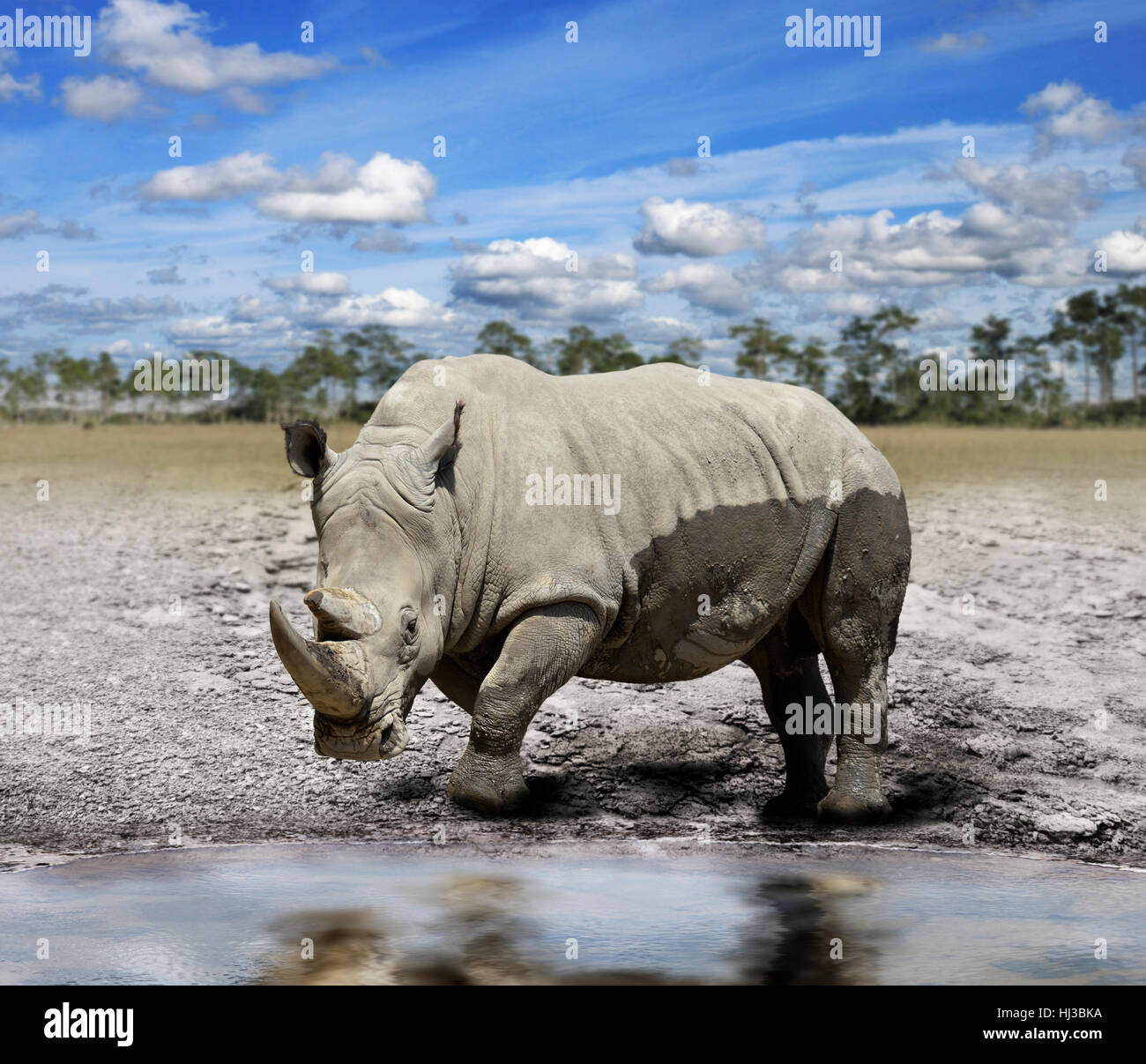 animal, mammal, wild, wildlife, rhinoceros, rhino, big, large, enormous ...