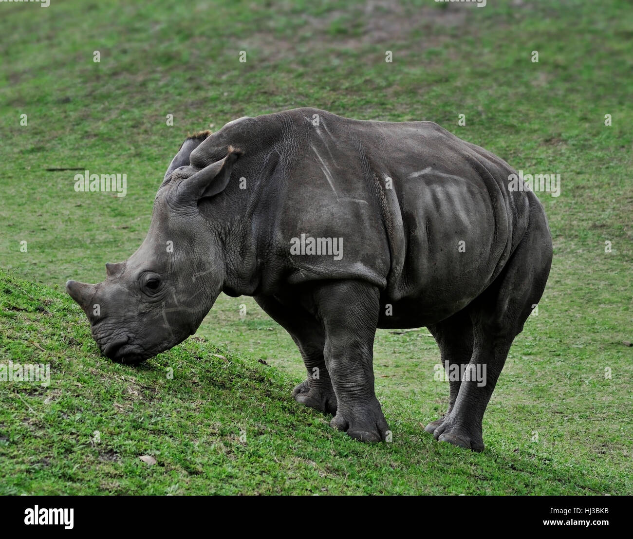 Small rhino hi-res stock photography and images - Alamy