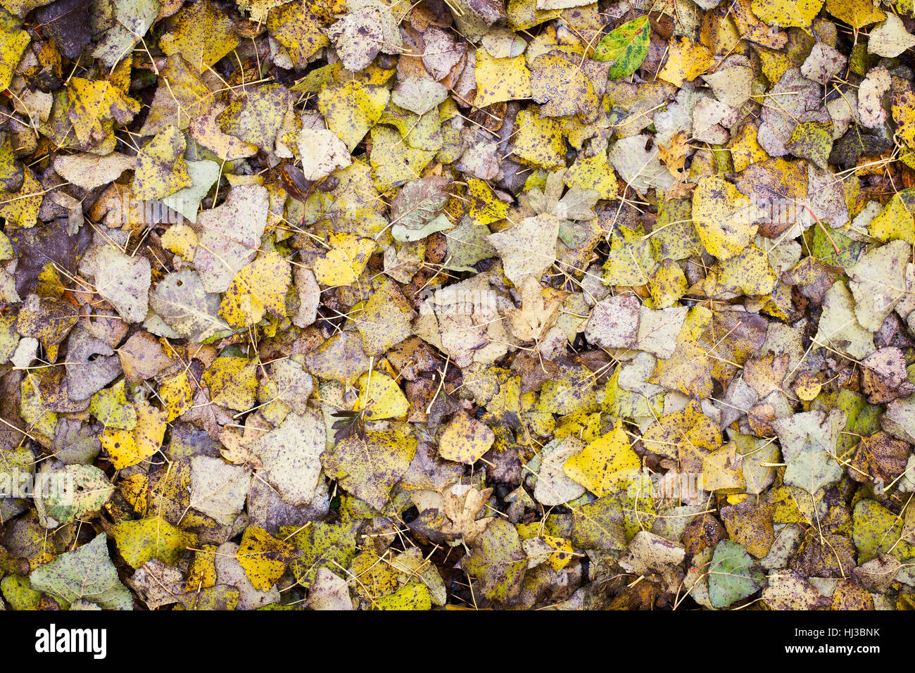 leaf, ground, soil, earth, humus, leaves, maple, october, november ...