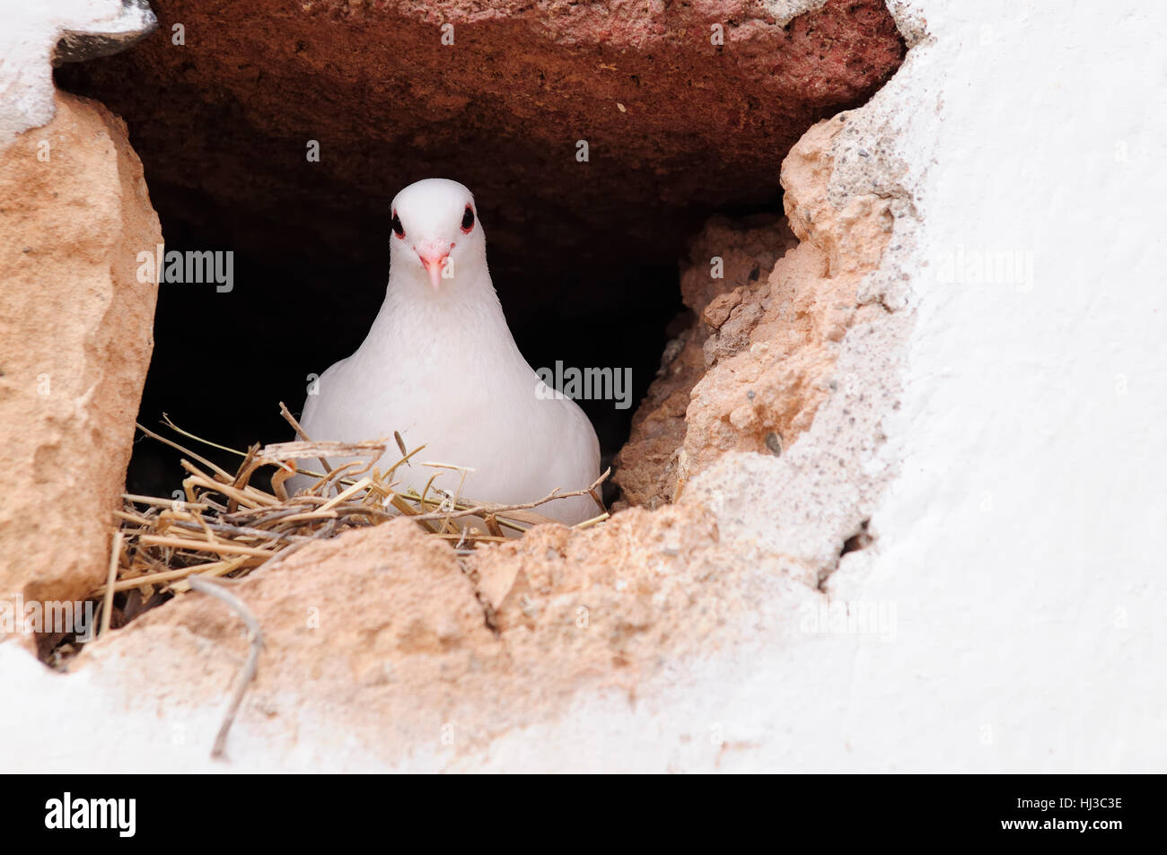 house, building, bird, birds, wall, pigeon, pigeons, house, building ...