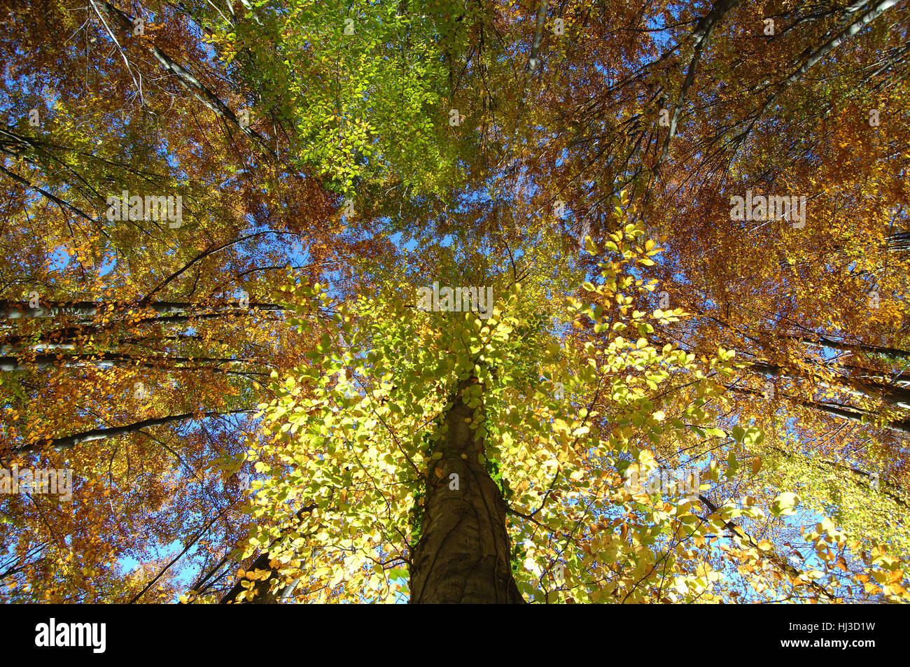 Baumkuppel hi-res stock photography and images - Alamy