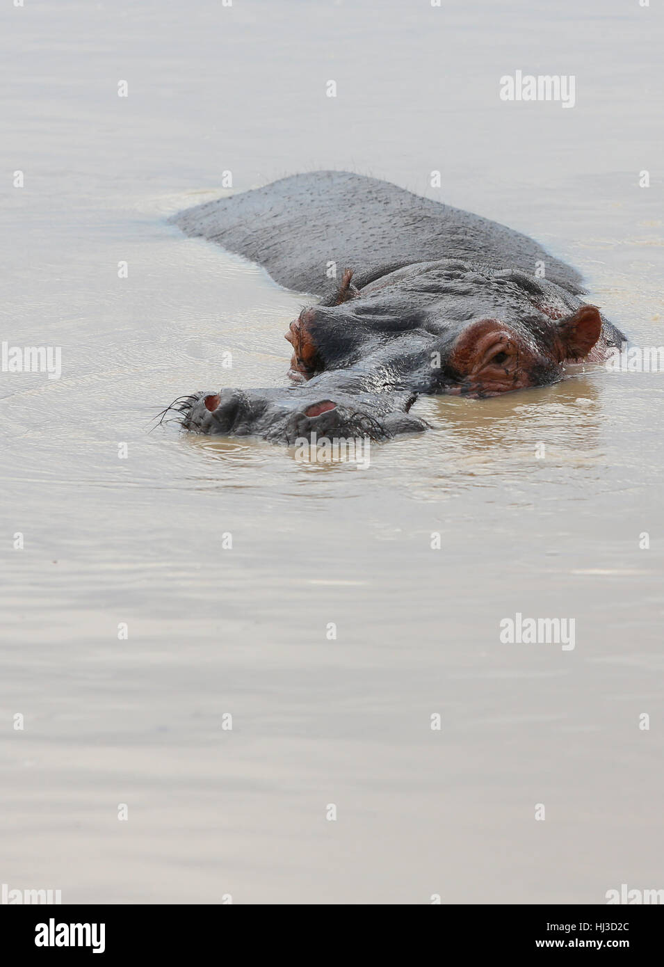 wild, africa, giant, wildlife, south africa, hippo, bathing, swimming ...