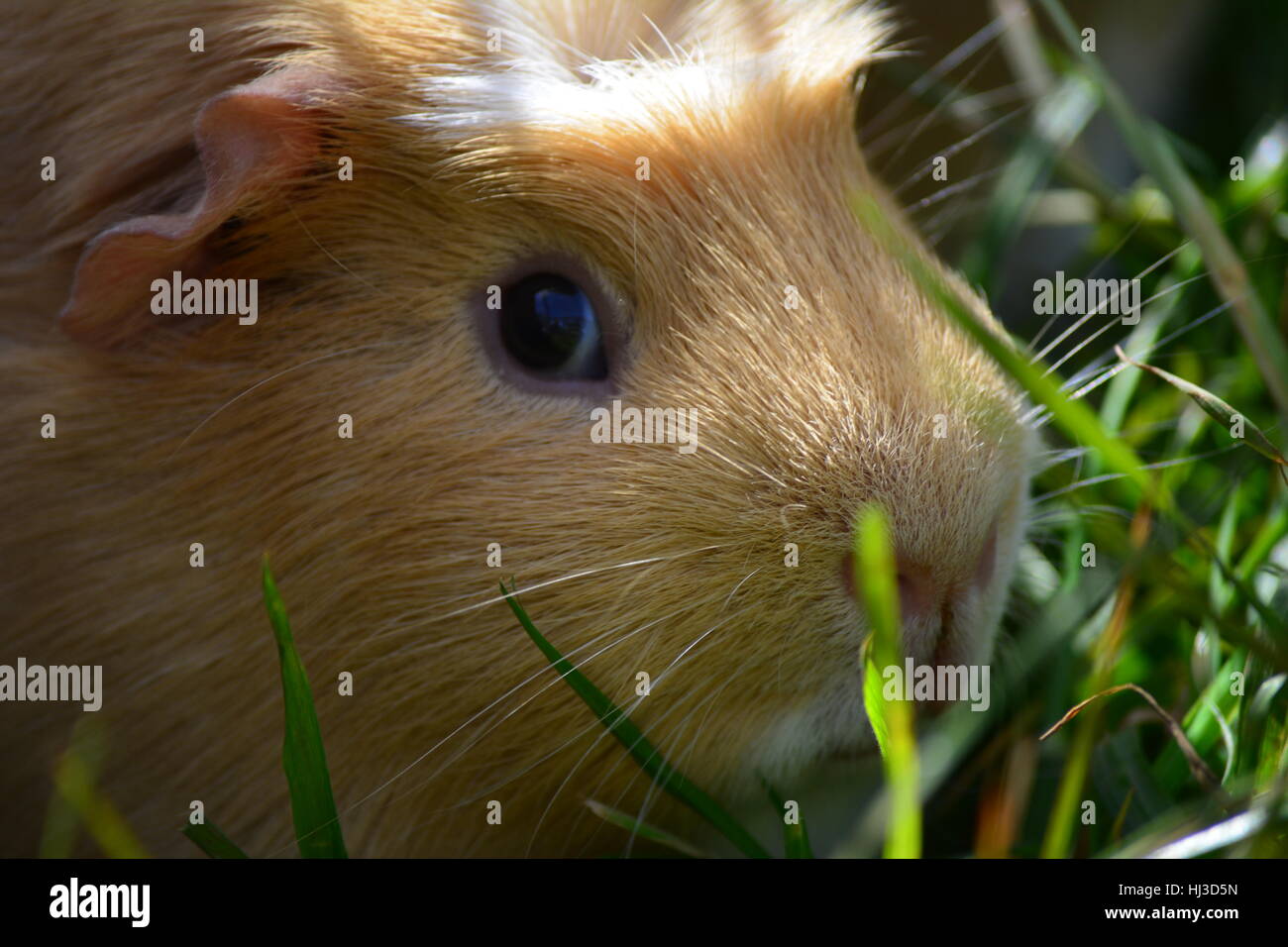 ginger guinea pig Stock Photo - Alamy