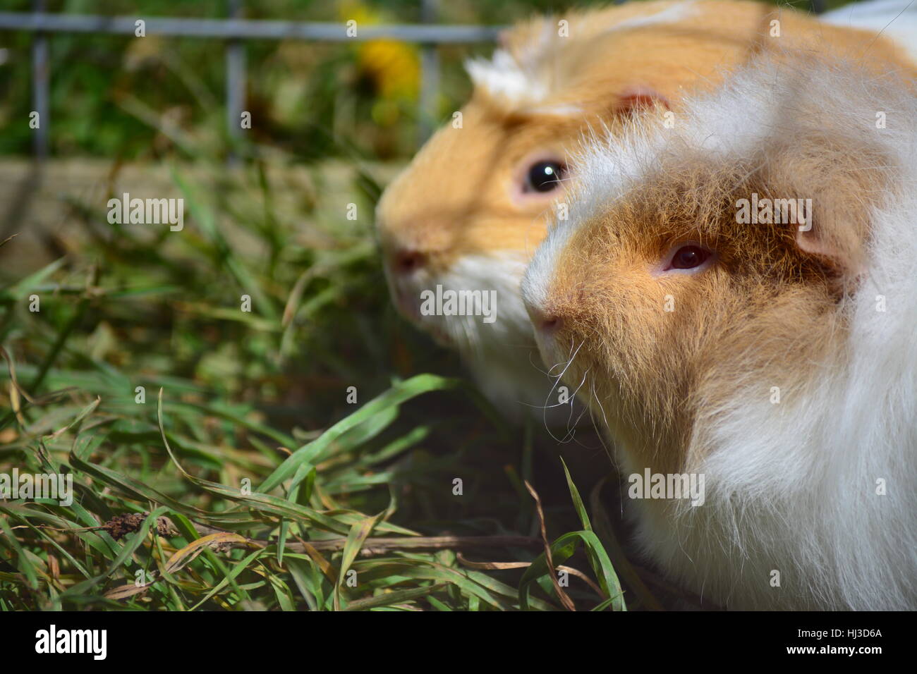 Ginger guinea pig hi-res stock photography and images - Alamy