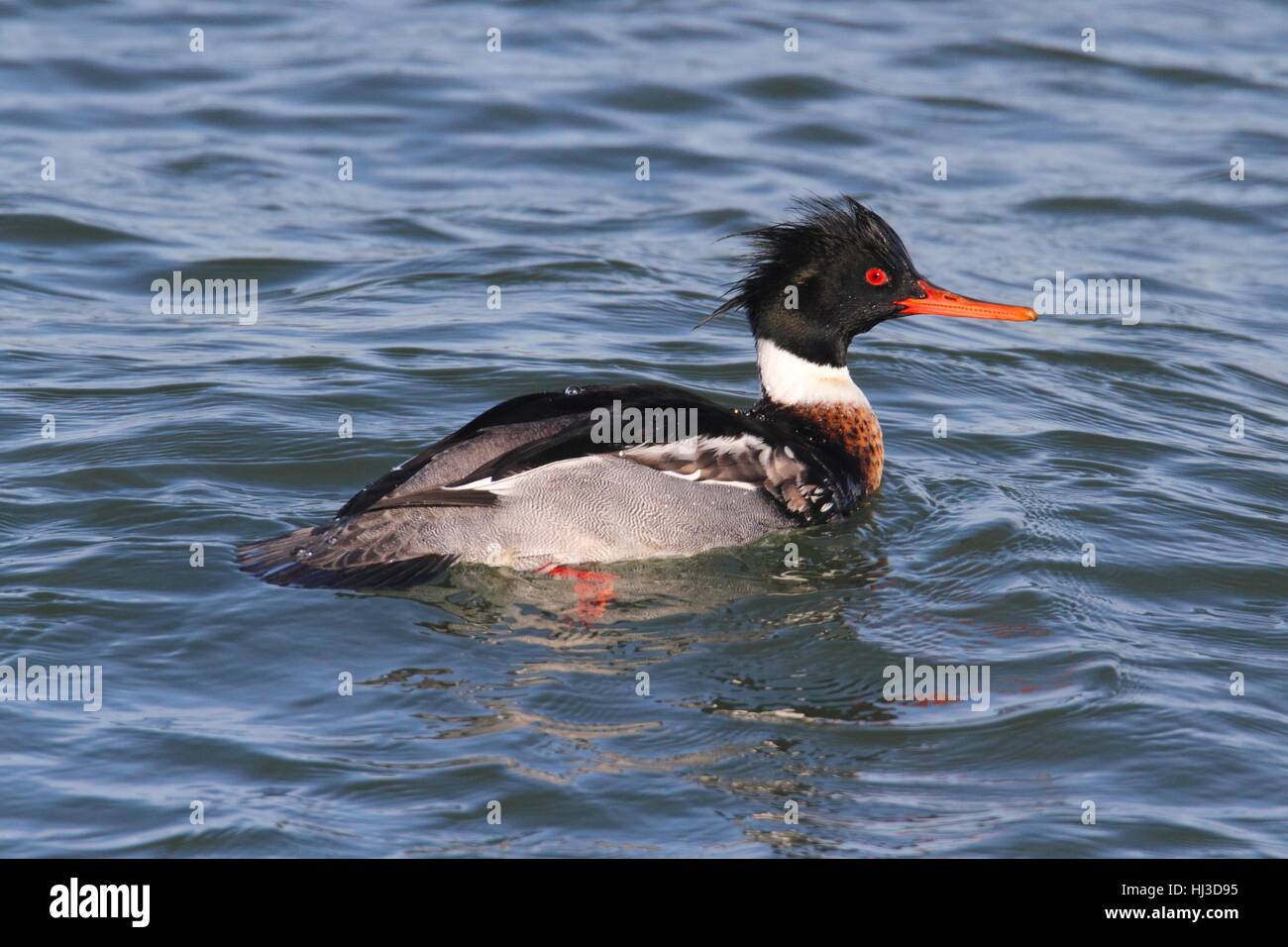 animal, wild, male, masculine, birds, ducks, duck, wildlife, waterfowl ...