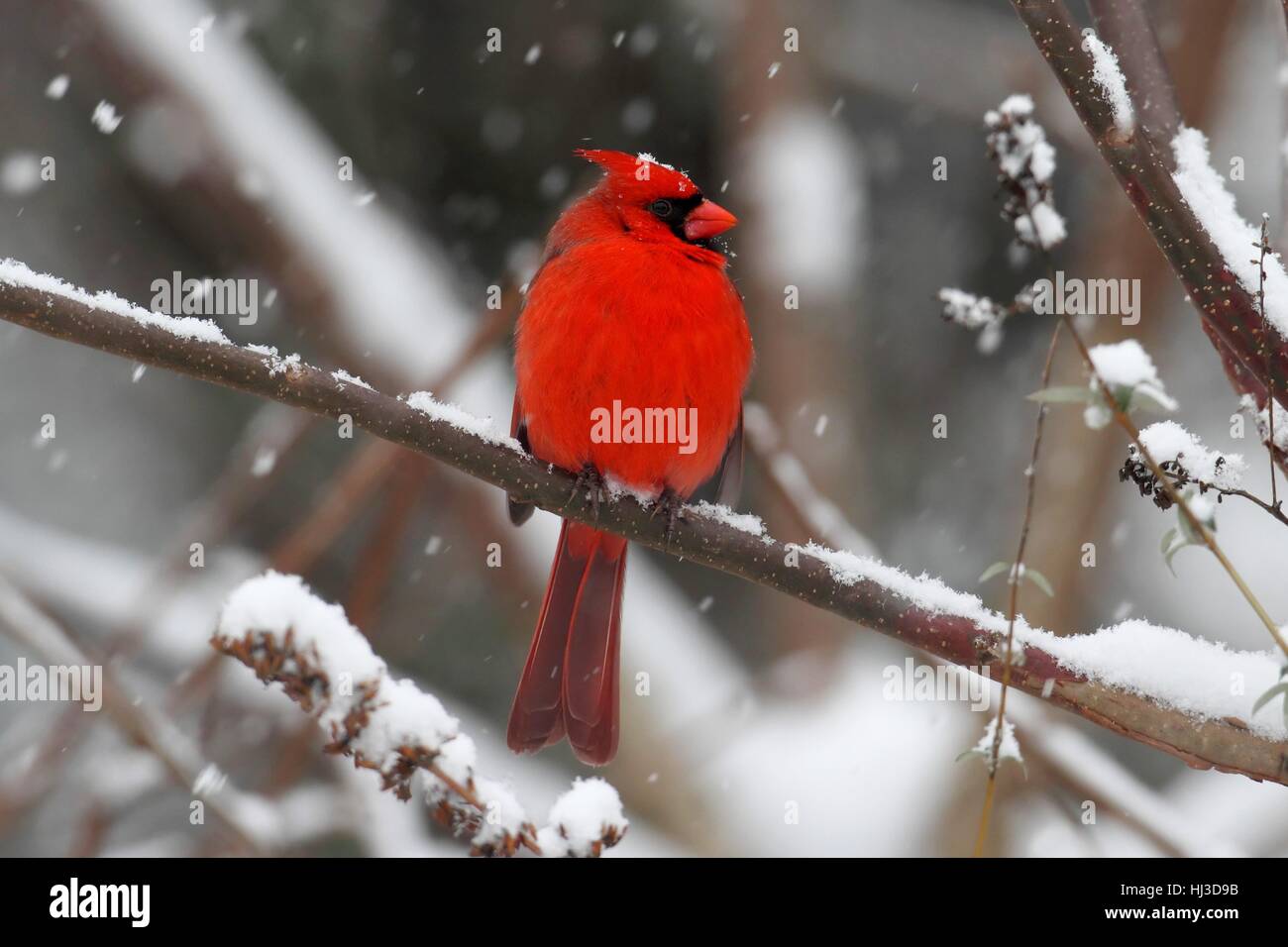 tree, animal, bird, fauna, wild, snow, coke, cocaine, material, drug ...