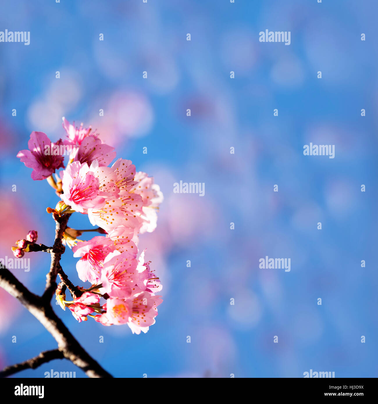 close, detail, isolated, closeup, garden, flower, plant, bloom, blossom ...