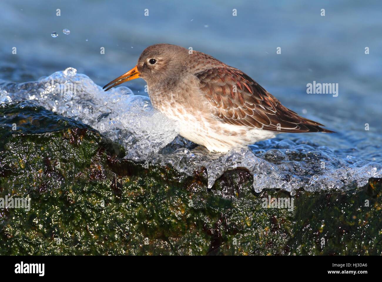 animal, bird, wild, birds, waves, feathers, wildlife, rocks, salt water ...