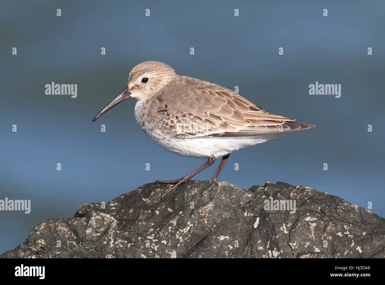animal, bird, wild, birds, wildlife, salt water, sea, ocean, water, nature Stock Photo - Alamy