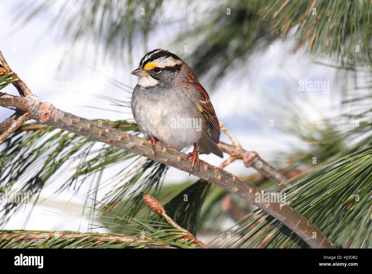 bird, snow, coke, cocaine, material, drug, anaesthetic, addictive drug ...