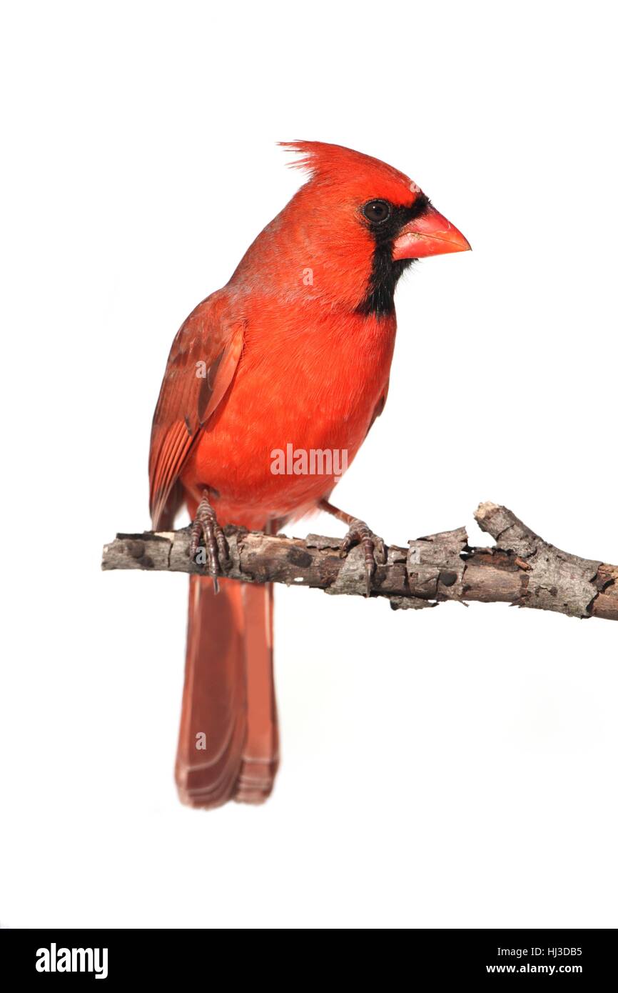 isolated, cardinal, white, isolated, animal, bird, fauna, wild, birds ...