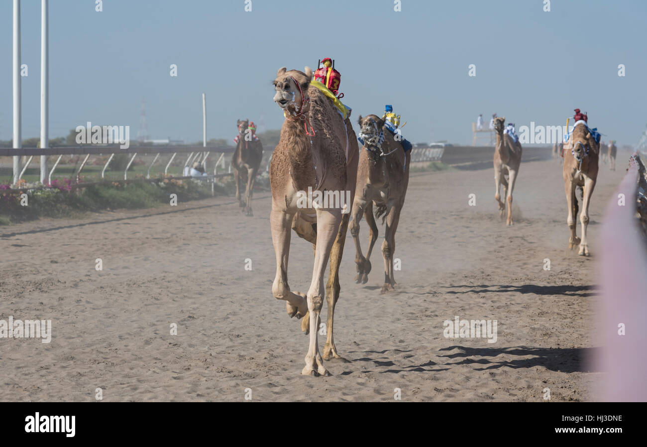 Camel Races in Oman Stock Photo - Alamy