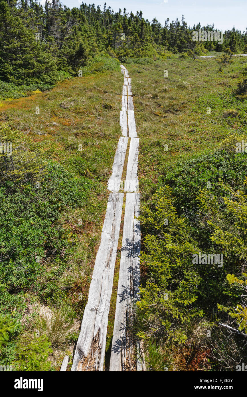 Appalachian Trail - Alpine/subalpine bog on the summit of Mount Success ...