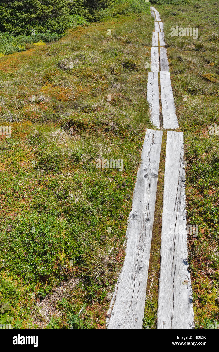 Appalachian Trail - Alpine/subalpine bog on the summit of Mount Success ...