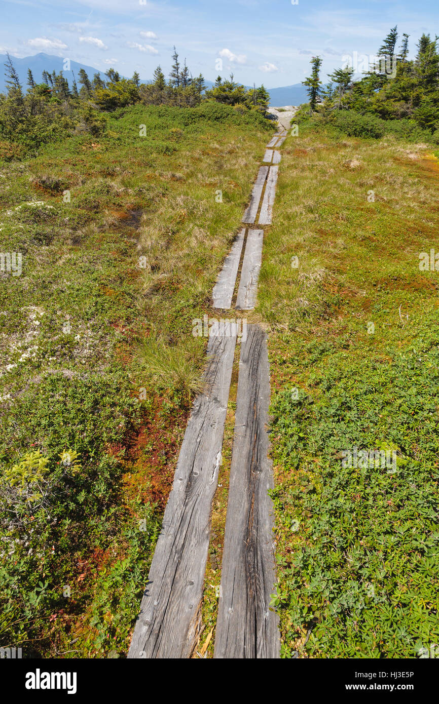 Appalachian Trail - Alpine/subalpine bog on the summit of Mount Success ...