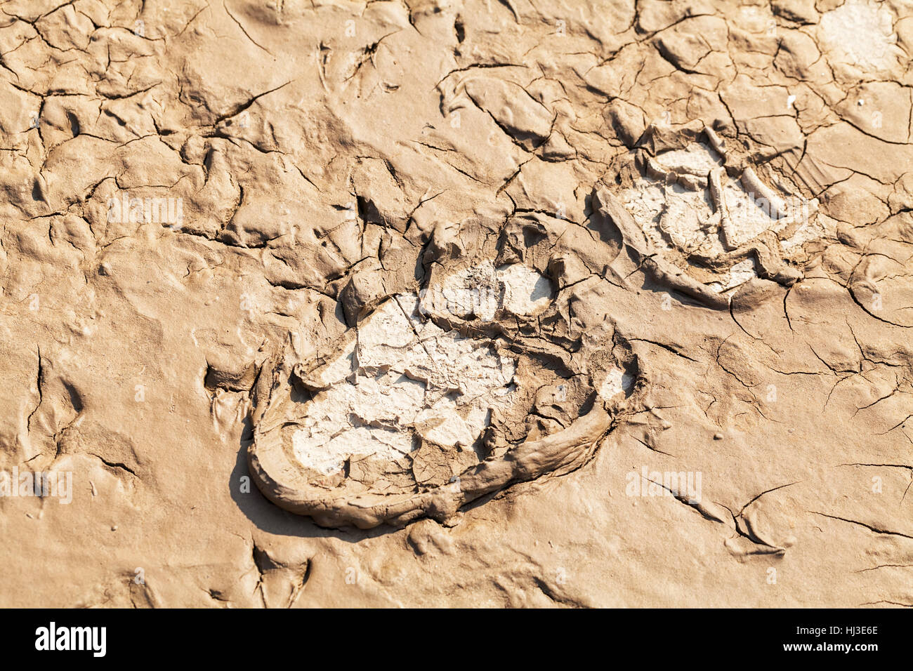 footprints in the mud after rain, note shallow depth of field Stock ...